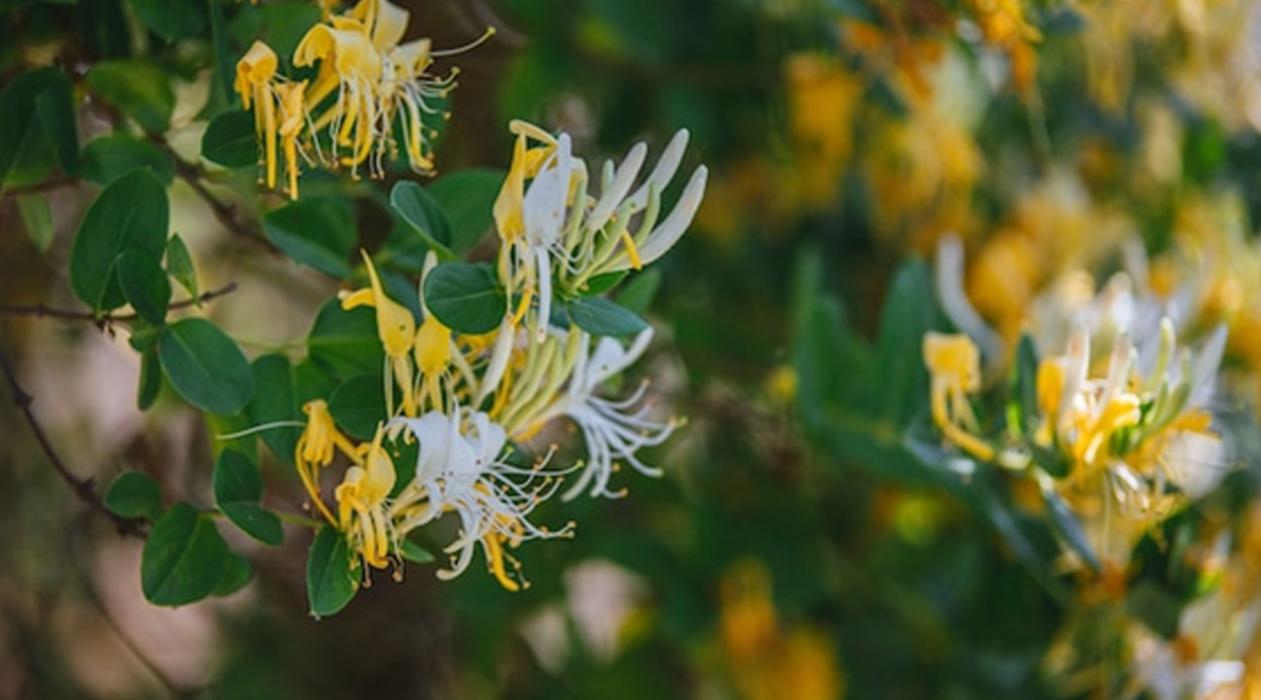 The Power of Witch Hazel: How It Can Transform Your Men's Skincare Rou ...